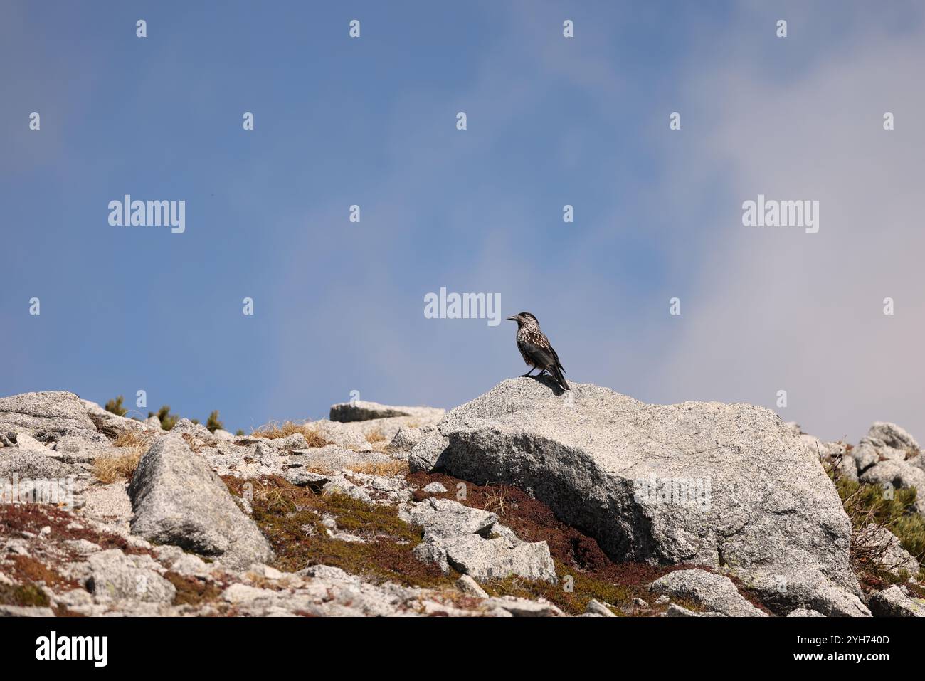 Northern nutcracker or Spotted nutcracker or Eurasian nutcracker ...