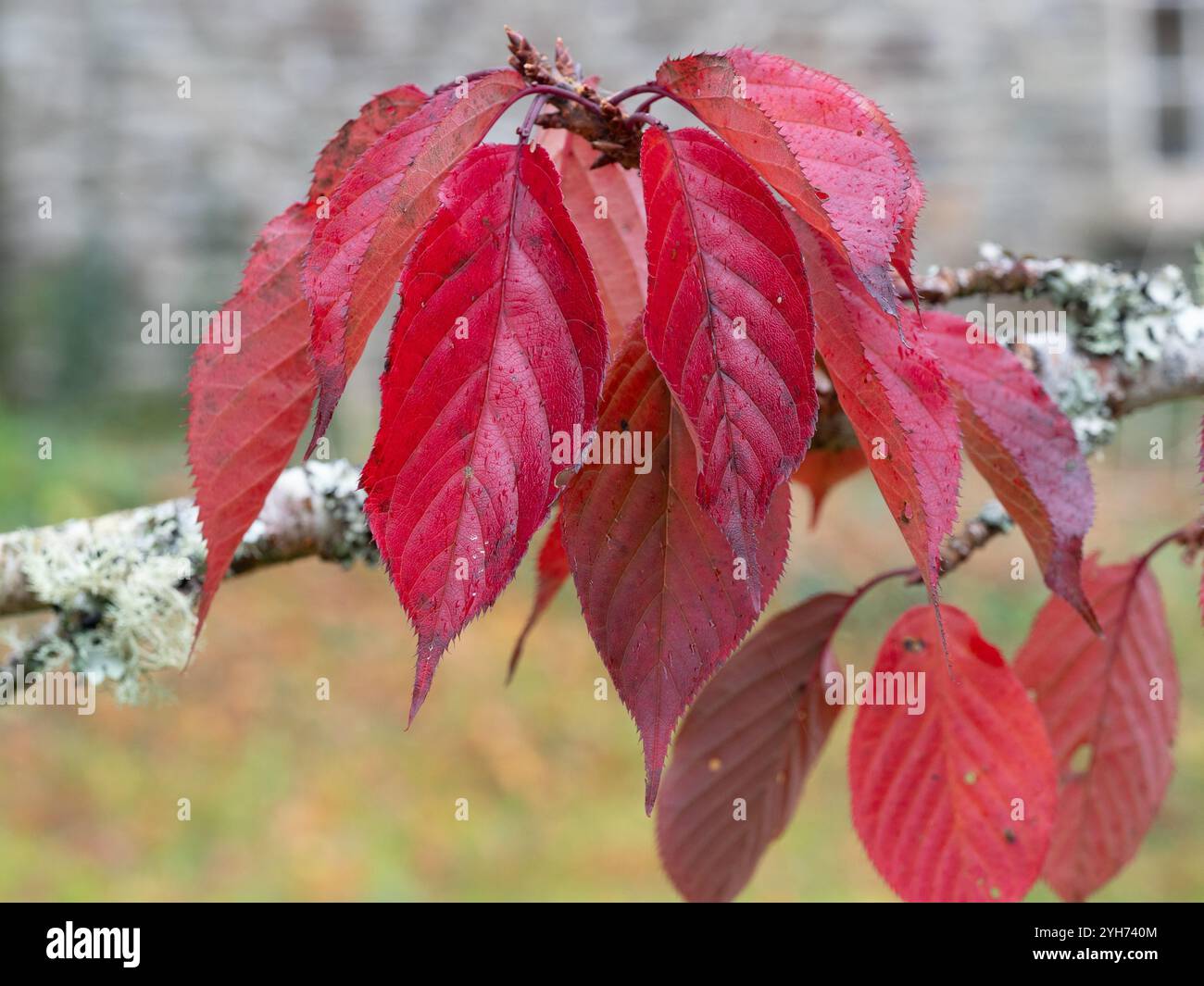 Color flowering hi-res stock photography and images - Alamy