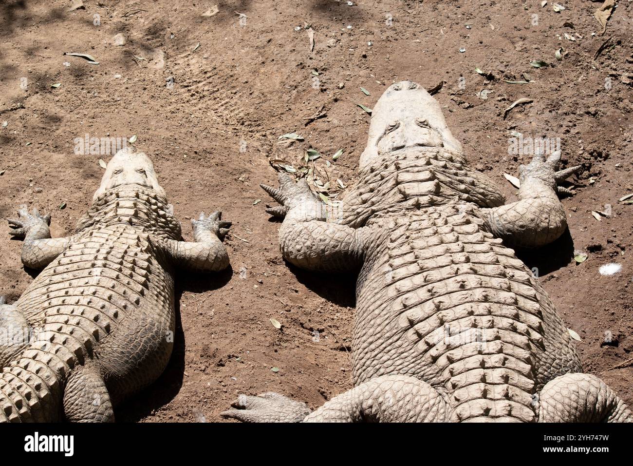 Alligators have a long, rounded snout that has upward facing nostrils ...