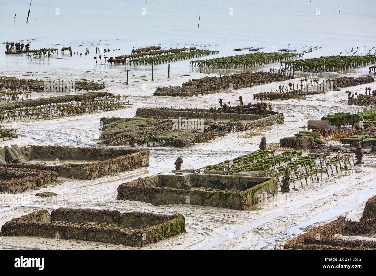 oyster farmer harvesting oysters at low tide in the Bay of Cancale, the ...