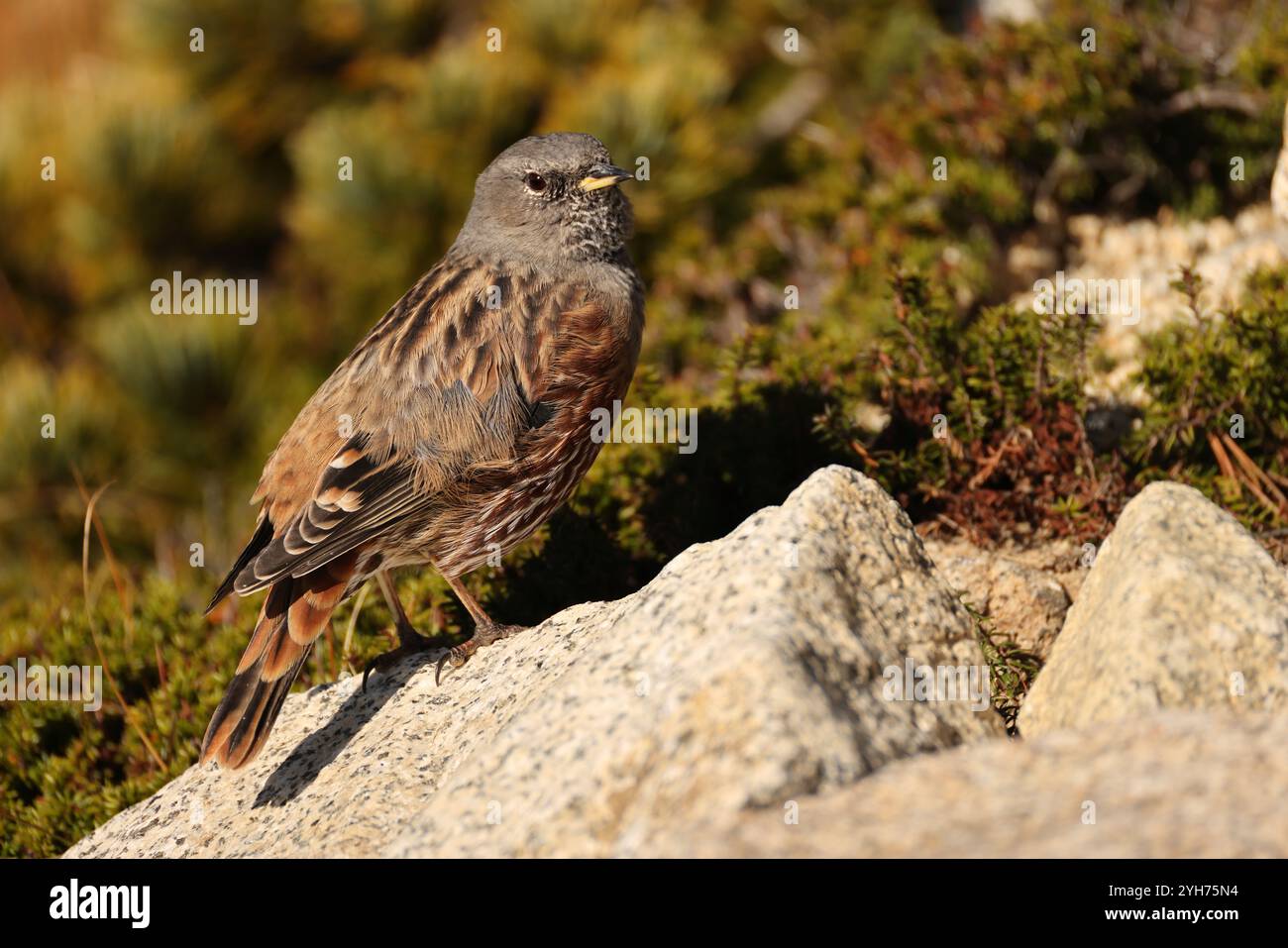 Alpine accentor (Prunella collaris erythropygia) is a small passerine ...