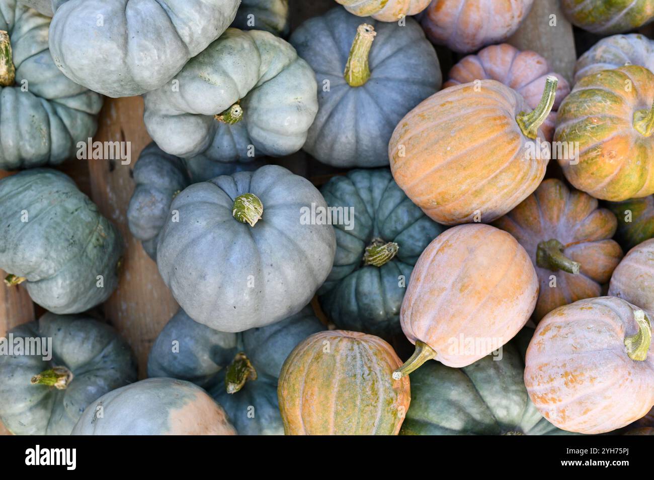 Heap butternut squash pumpkins cucurbita hi-res stock photography and ...