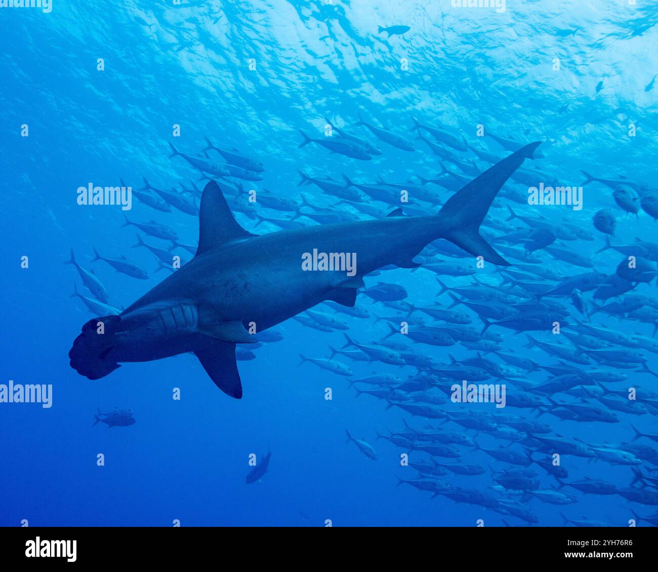 Scalloped Hammerhead Sharks Cocos Island Stock Photo - Alamy
