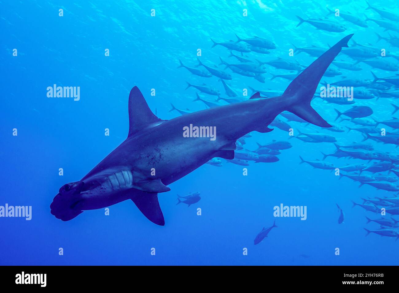 Scalloped Hammerhead Sharks Cocos Island Stock Photo - Alamy