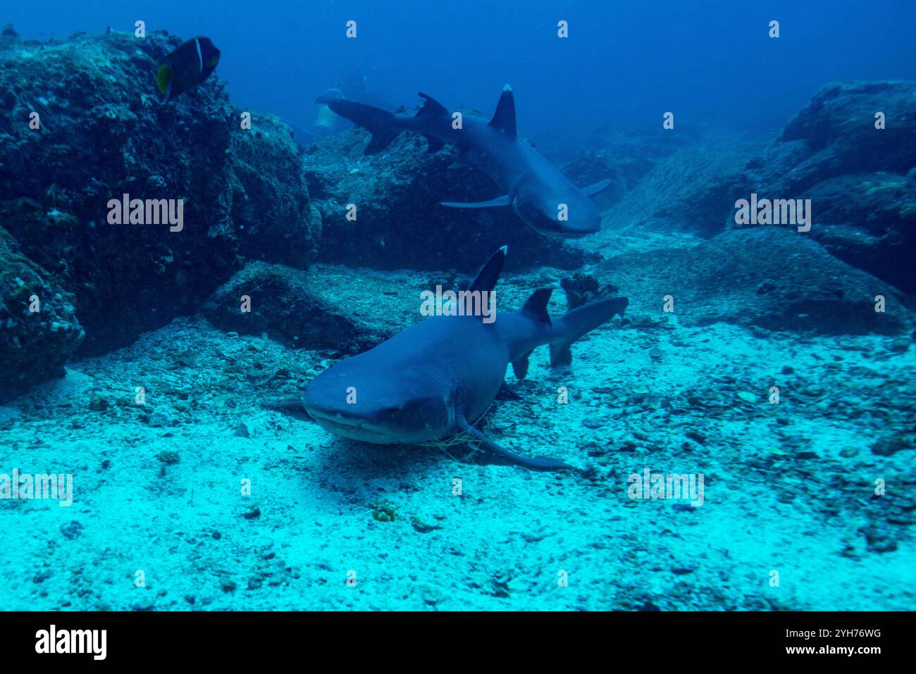white tip reef sharks cocos island Stock Photo - Alamy