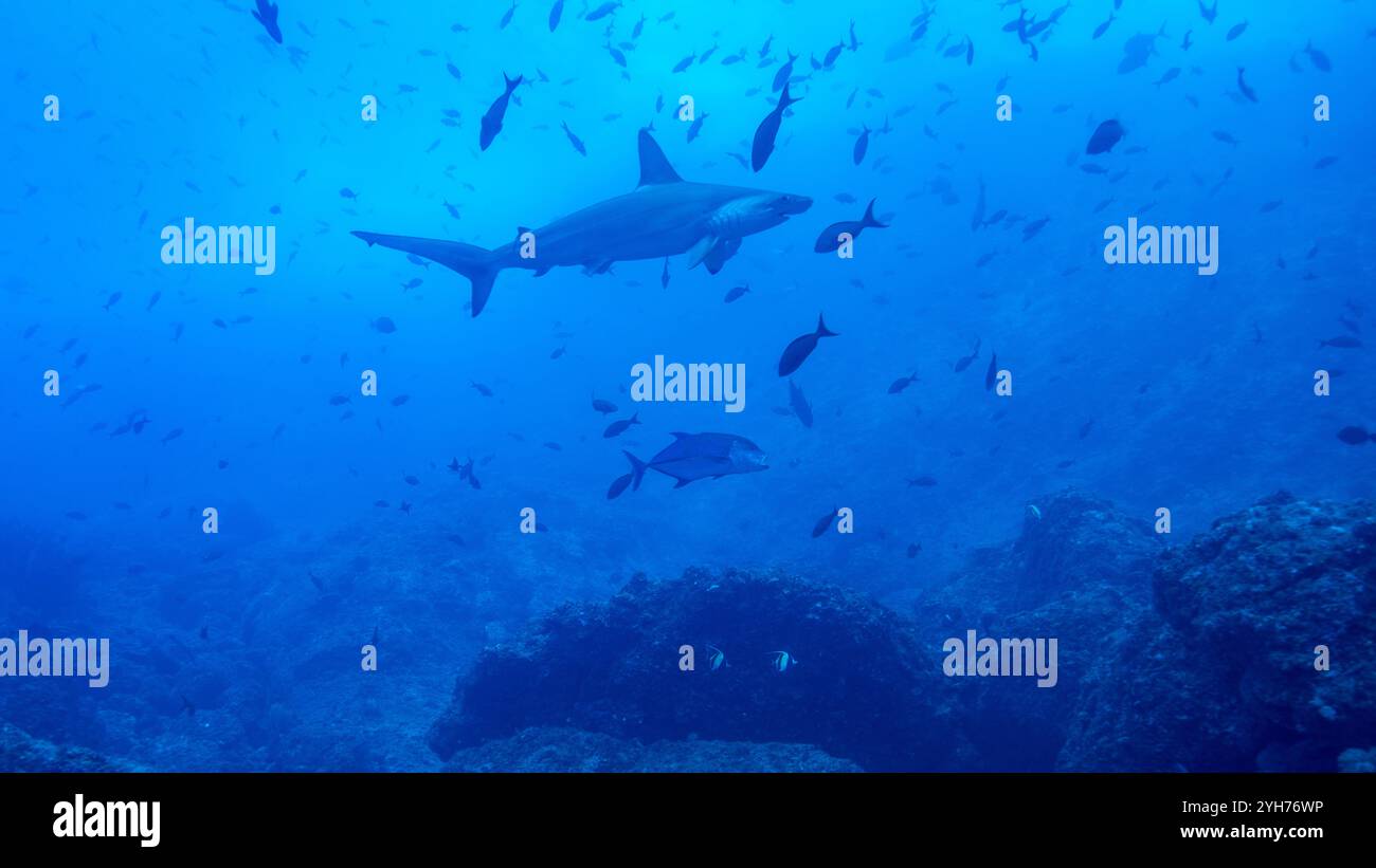 Scalloped Hammerhead Sharks Cocos Island Stock Photo - Alamy