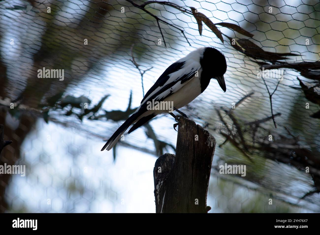 Australian butcher bird hi-res stock photography and images - Alamy