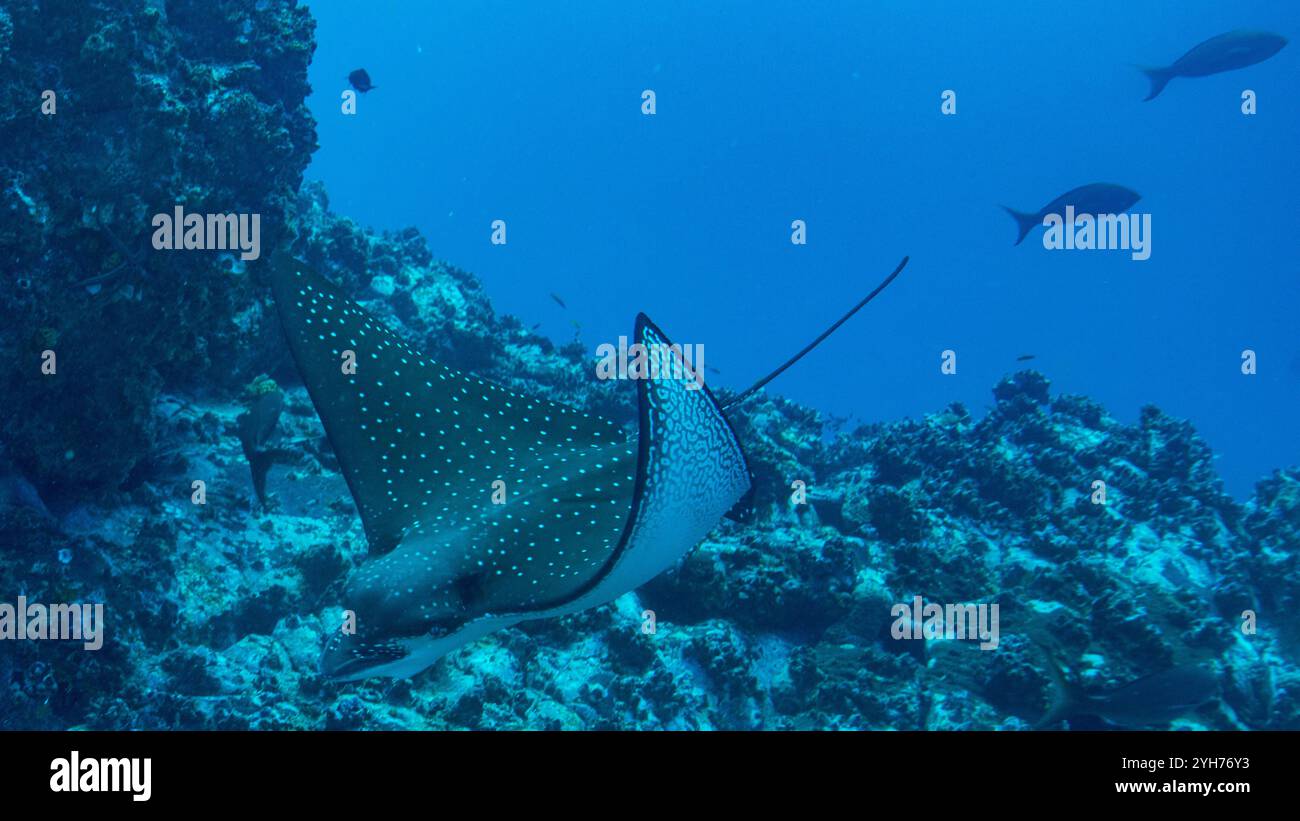 spotted eagle rays hunting Stock Photo - Alamy