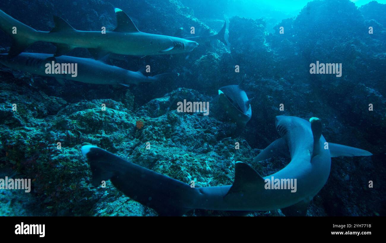 White tip sharks hi-res stock photography and images - Alamy