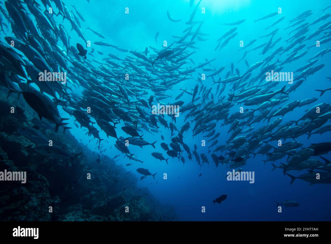 shoaling jacks trevally cocos island Stock Photo - Alamy