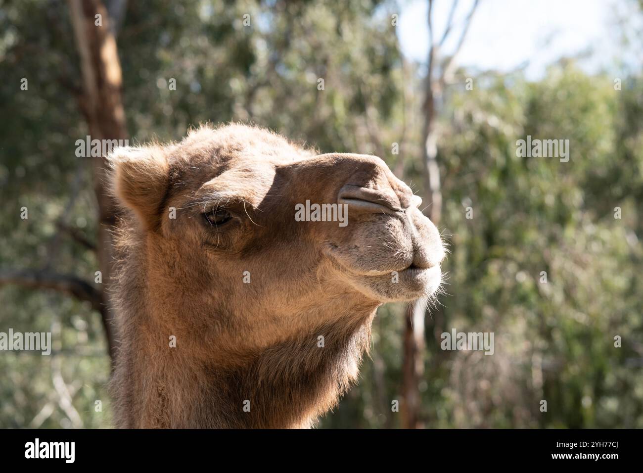 Camels are mammals with brown eyes, long lashes, a big-lipped snout and ...