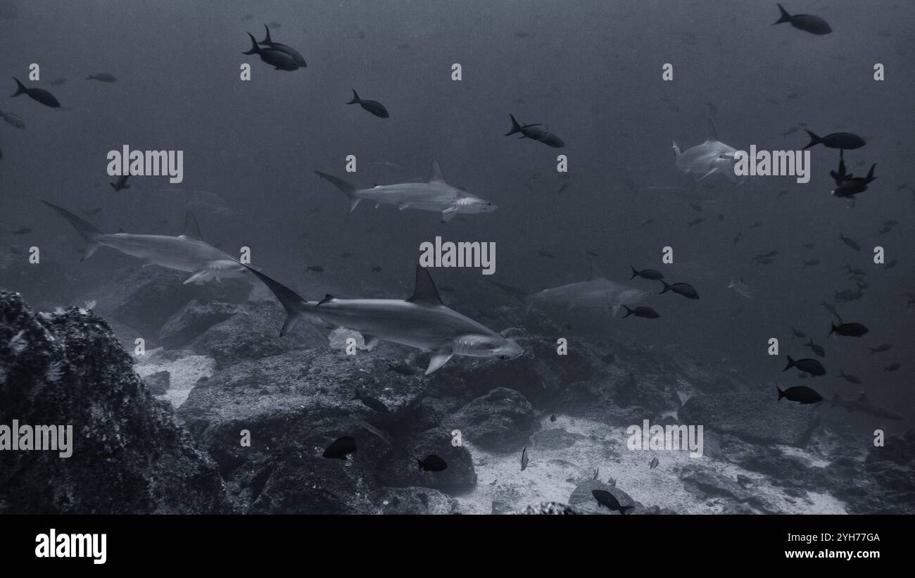 Scalloped hammerhead sharks cocos hi-res stock photography and images ...