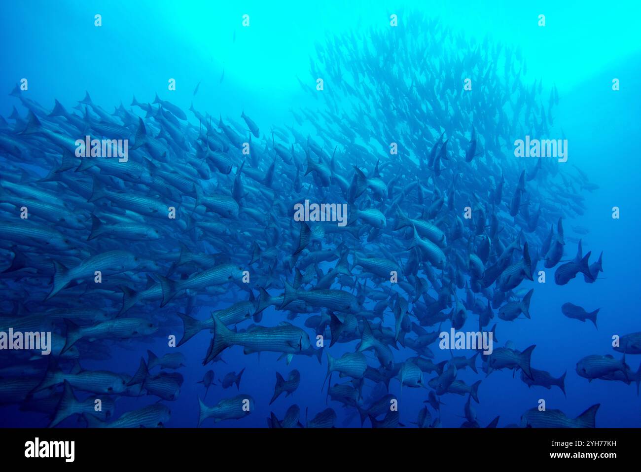 shoaling jacks trevally cocos island Stock Photo - Alamy