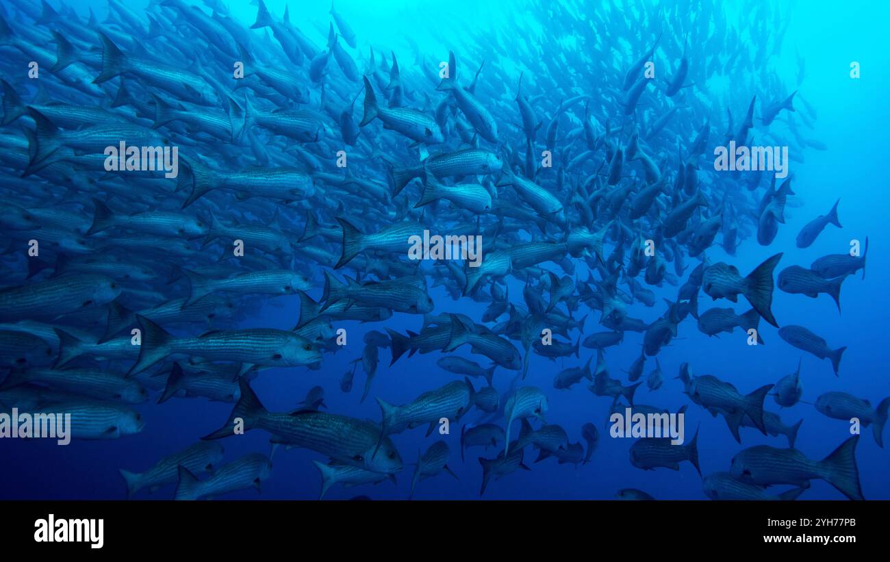 shoaling jacks trevally cocos island Stock Photo - Alamy