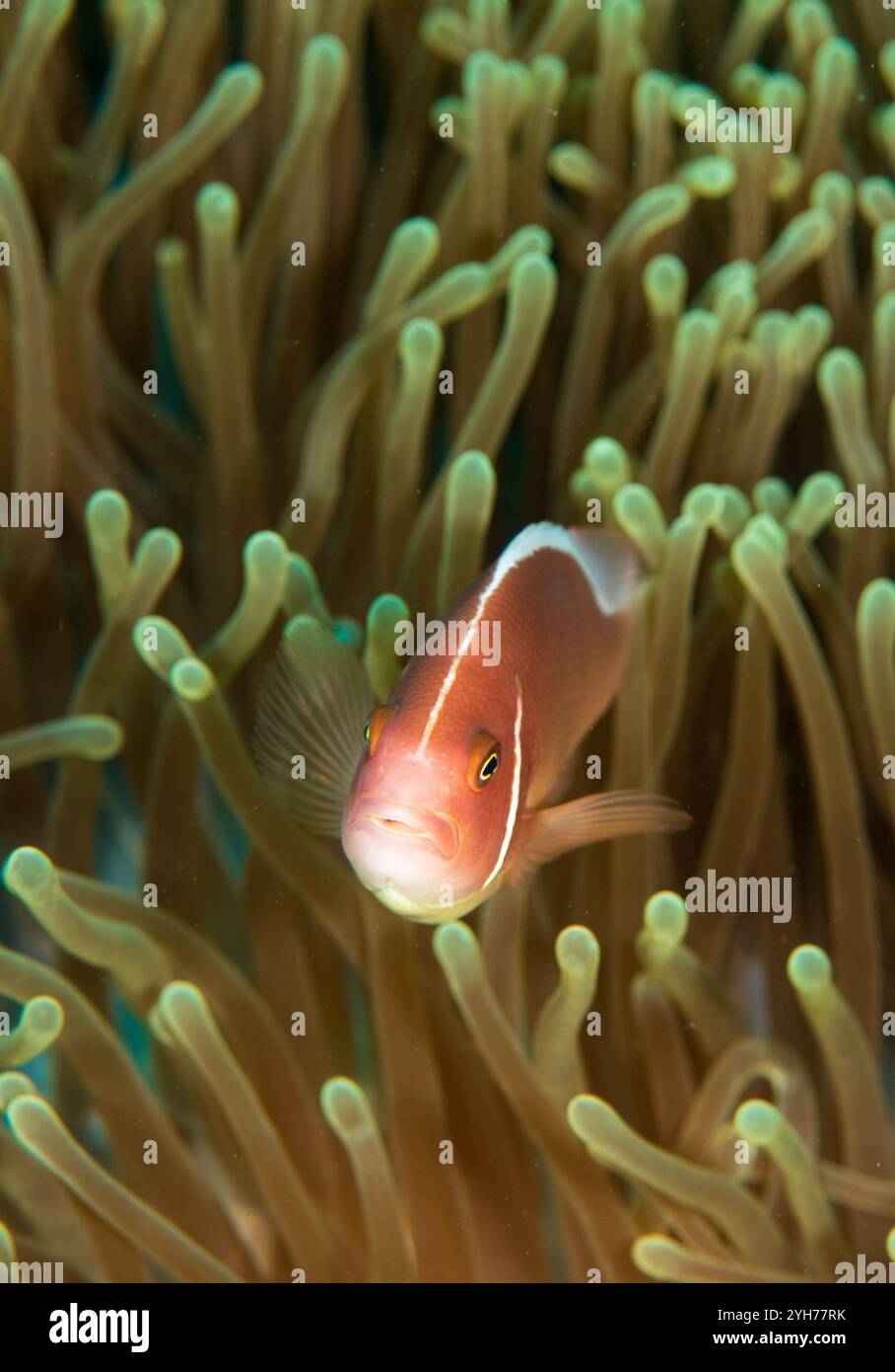 Pink clownfish hi-res stock photography and images - Alamy