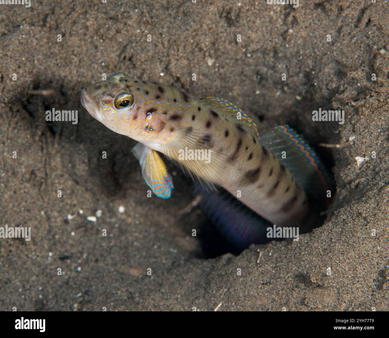 Goby philippines hi-res stock photography and images - Alamy