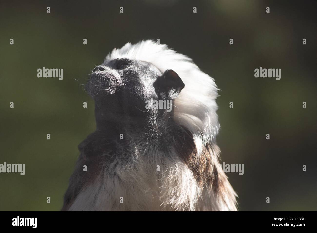 Cotton top Tamarins have long white hair with white chests and bellies ...