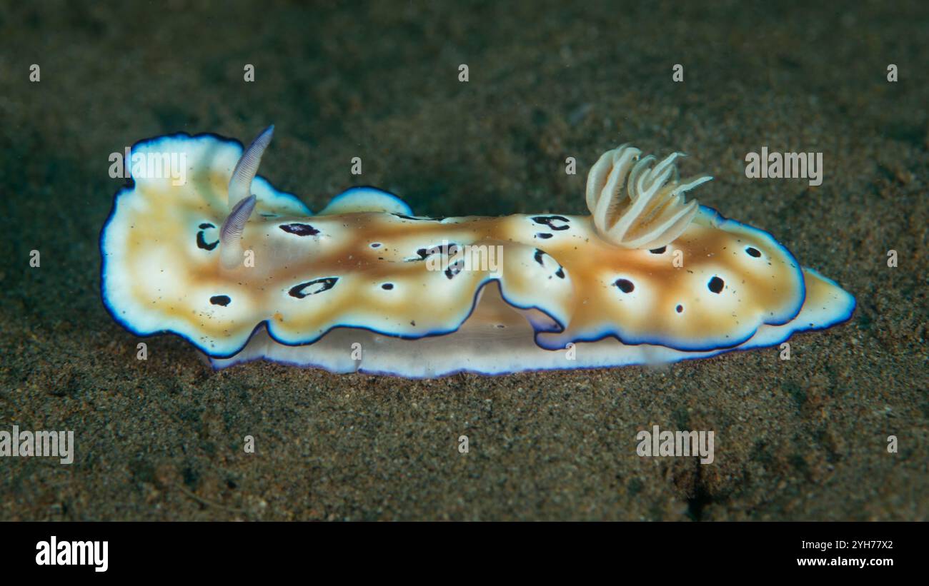 Nudibranch under sea philippines hi-res stock photography and images - Alamy