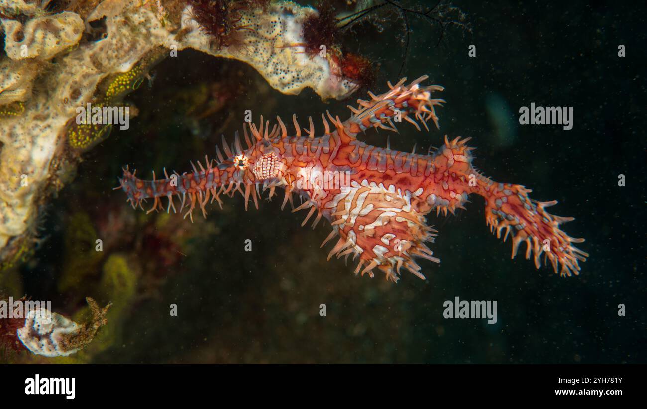 Ghost pipefish and philippines hi-res stock photography and images - Alamy