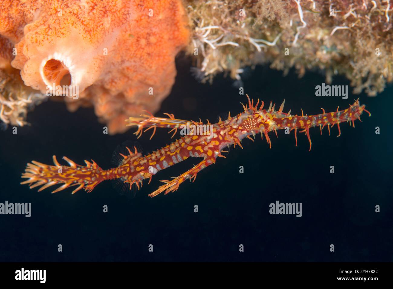 Ghost pipefish and philippines hi-res stock photography and images - Alamy