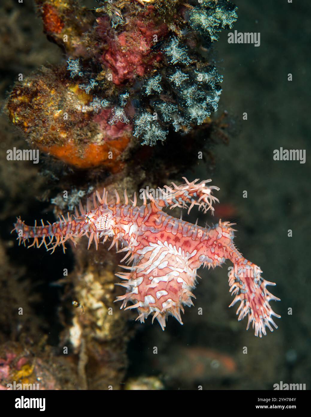 Ornate ghost pipefish Stock Photo - Alamy