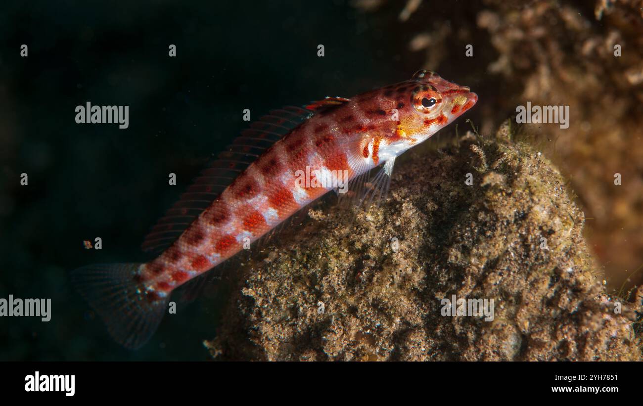 Sandperch hi-res stock photography and images - Alamy