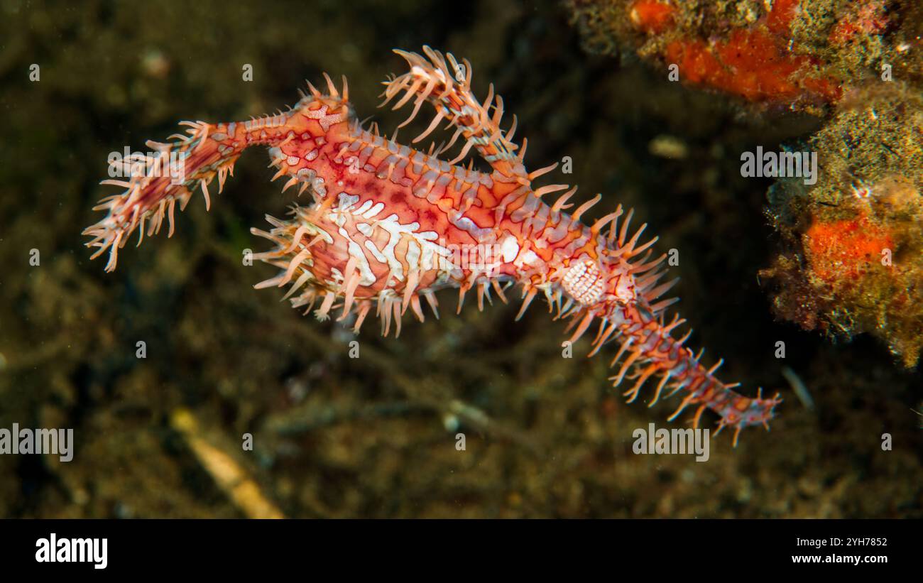 Ghost pipefish and philippines hi-res stock photography and images - Alamy