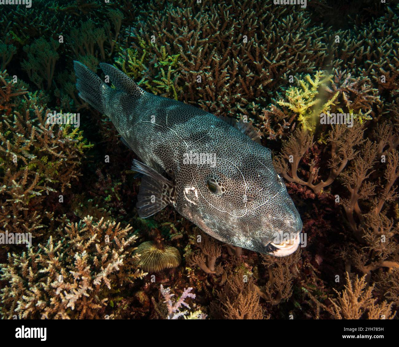giant puffer fish phillipines Stock Photo - Alamy