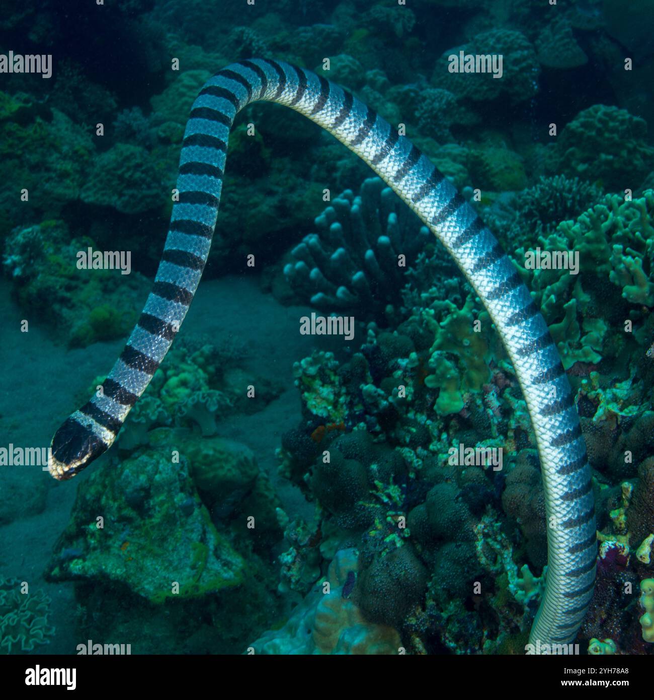 Sea krait hi-res stock photography and images - Alamy