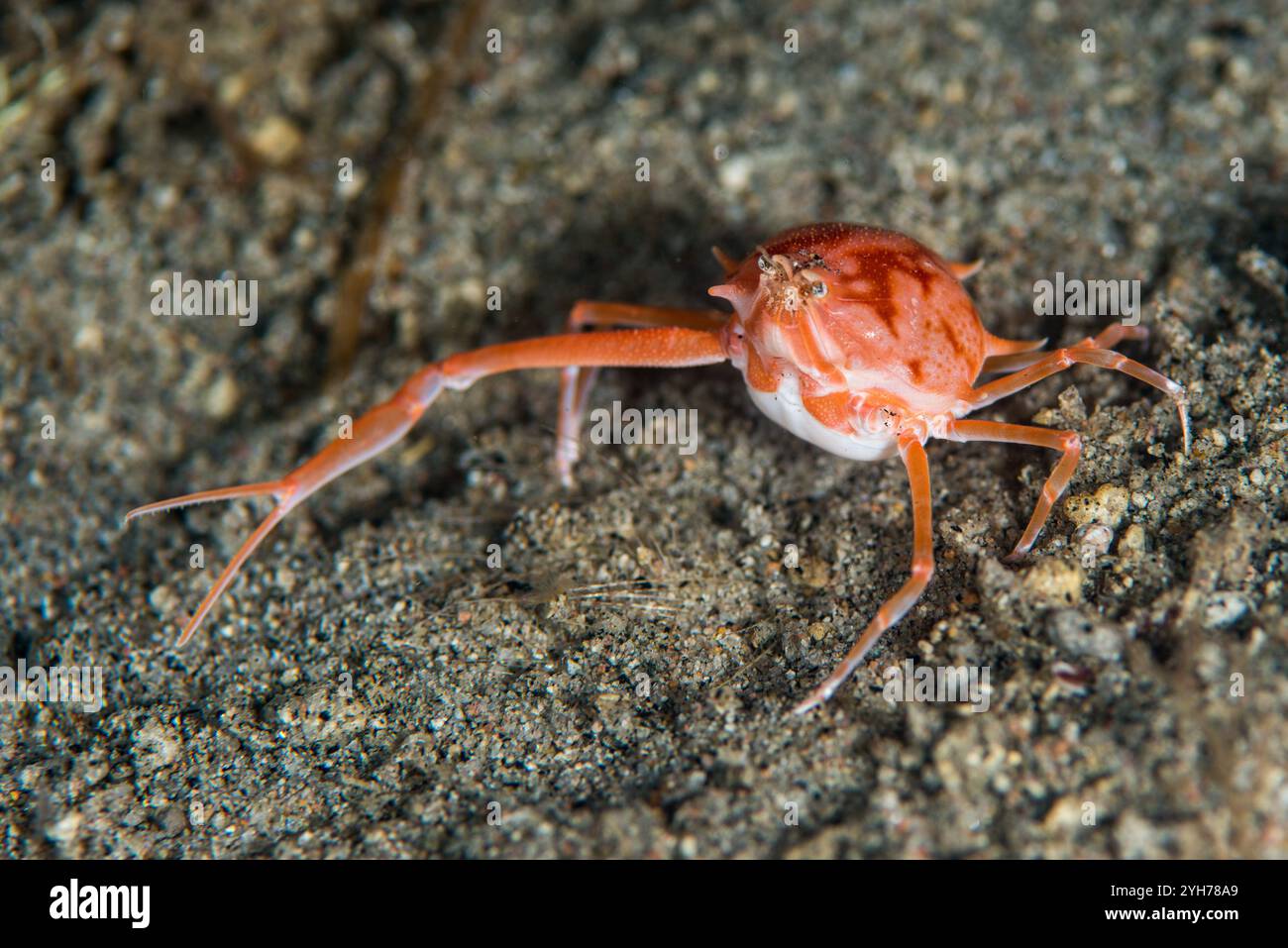 Strange crabs hi-res stock photography and images - Alamy