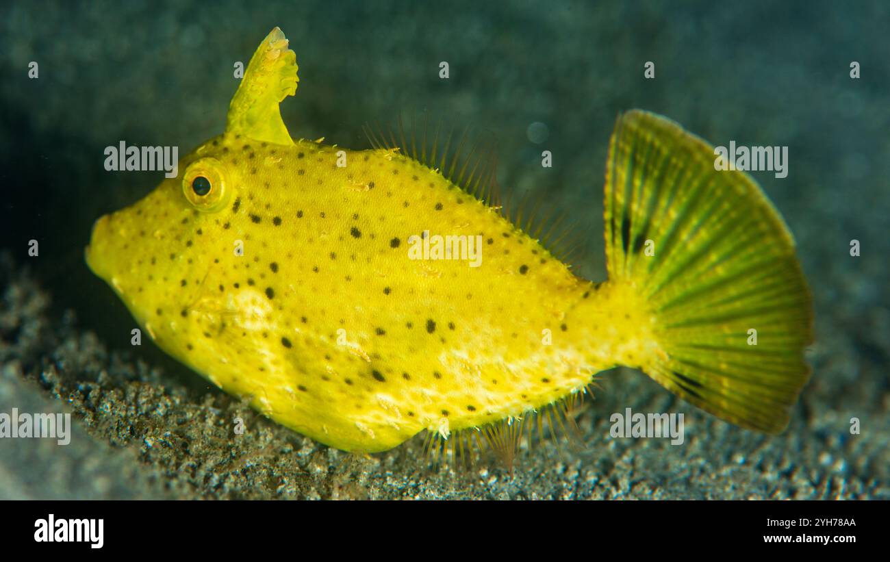 Tomentosus filefish hi-res stock photography and images - Alamy