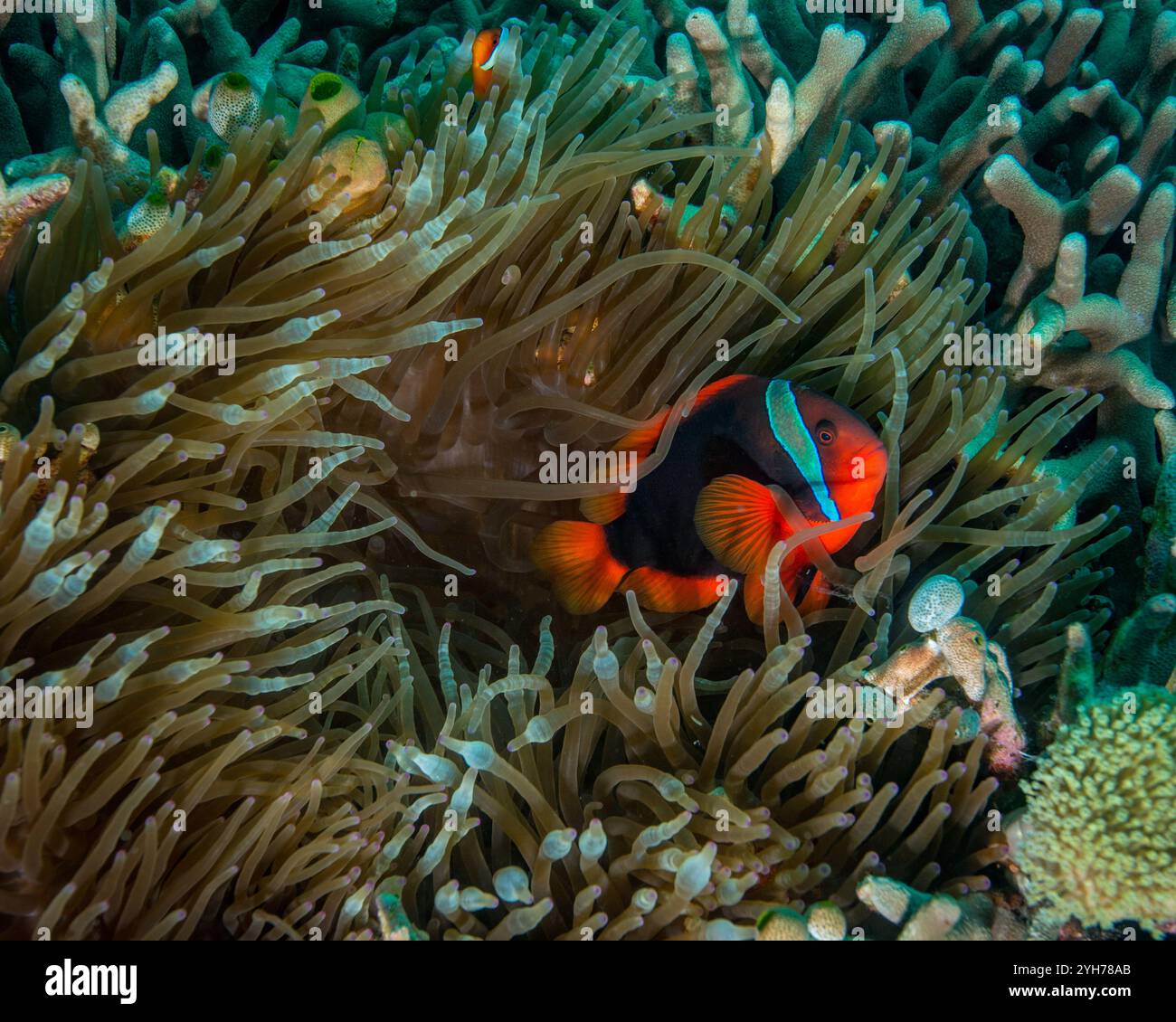 Black finned anemonefish hi-res stock photography and images - Alamy