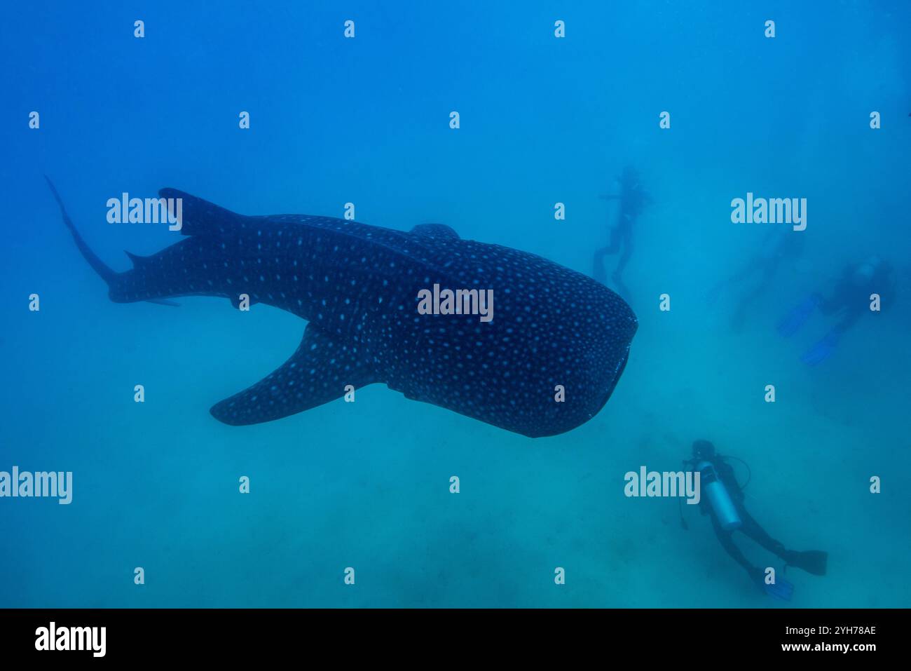 Whale sharks philippines hi-res stock photography and images - Alamy
