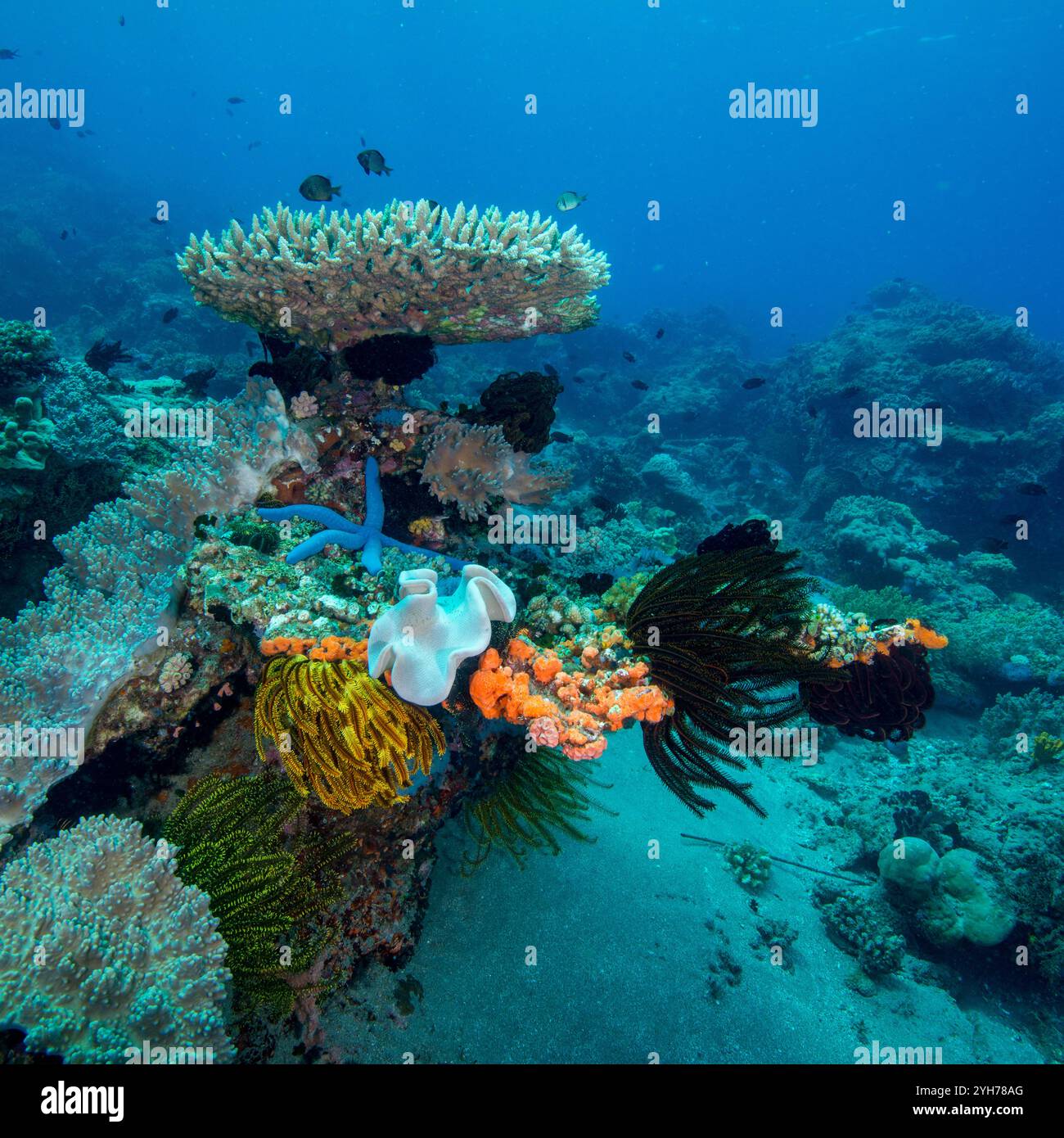 Coral Head Apo Island Stock Photo - Alamy