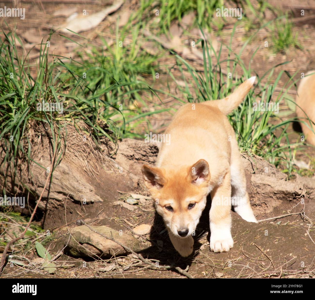 Dingos usually have a ginger coat and most have white markings on their ...