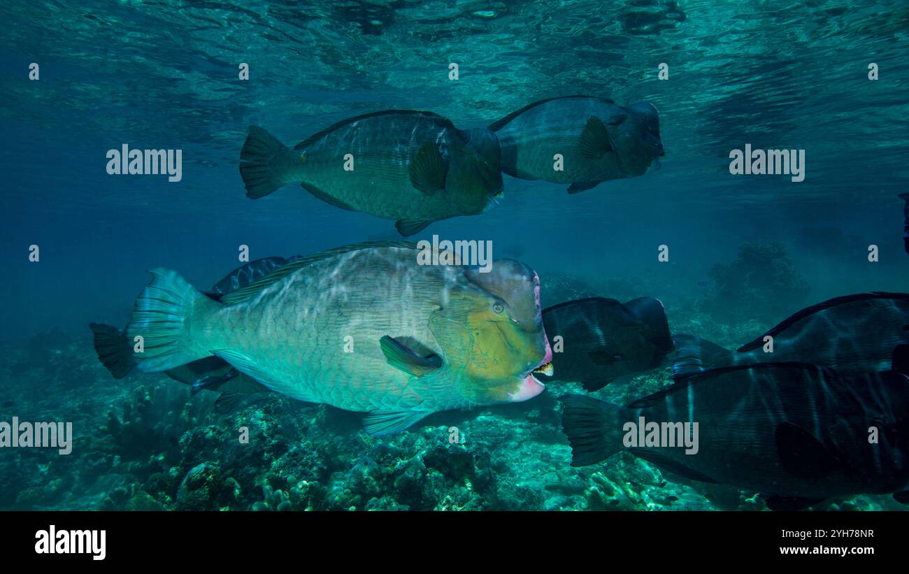 Humphead Parrotfish Sipidan Stock Photo - Alamy