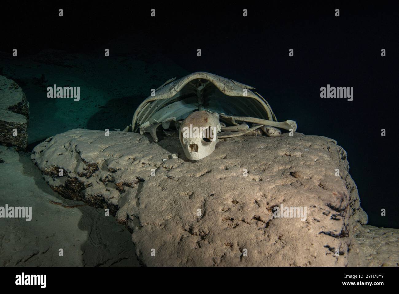 Cave of the Dead Turtles Stock Photo - Alamy