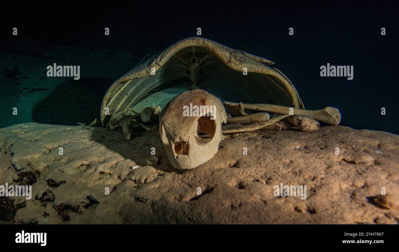 Cave of the Dead Turtles Stock Photo - Alamy