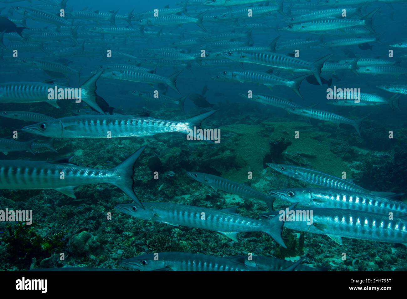 black fin barracuda shoal sipidan Stock Photo - Alamy