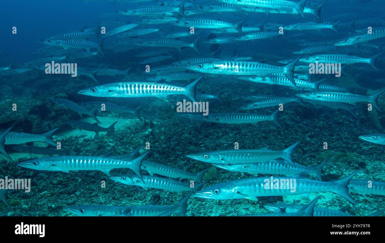 Black finned barracuda hi-res stock photography and images - Alamy