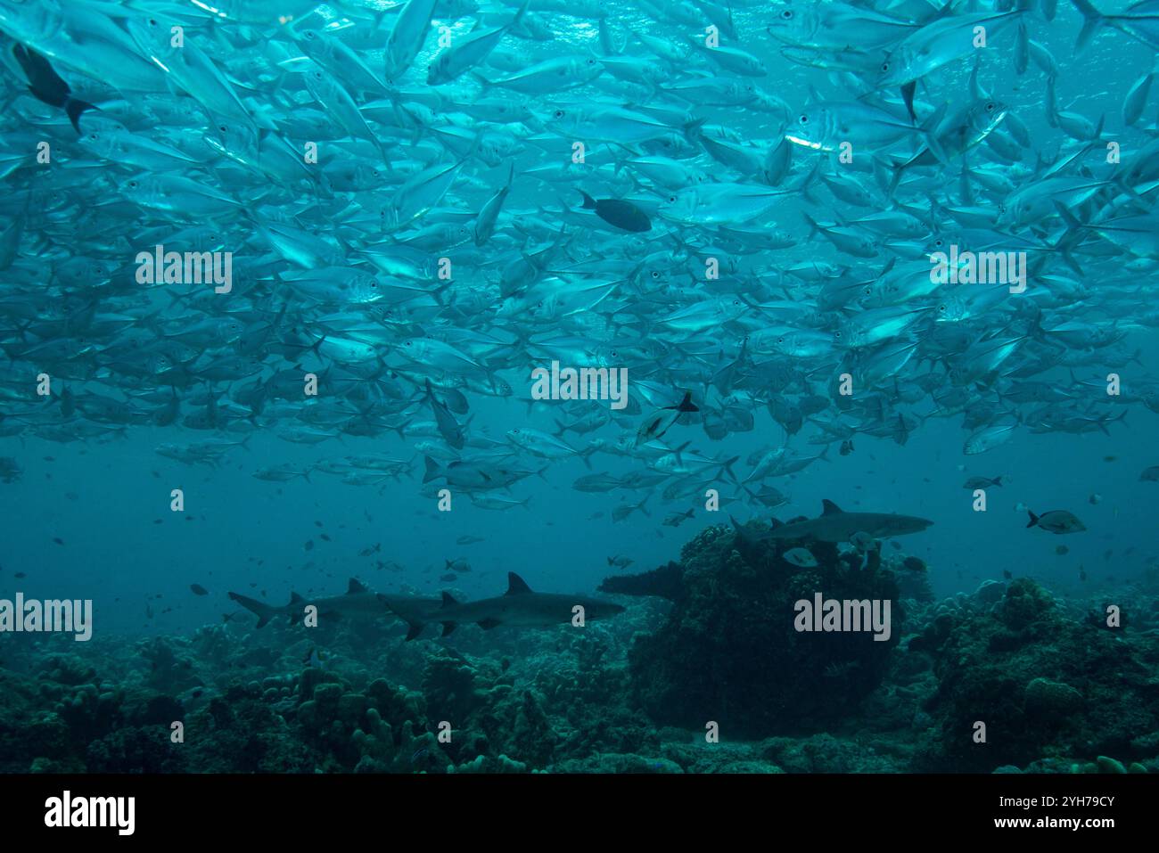 White top reef shark hi-res stock photography and images - Alamy