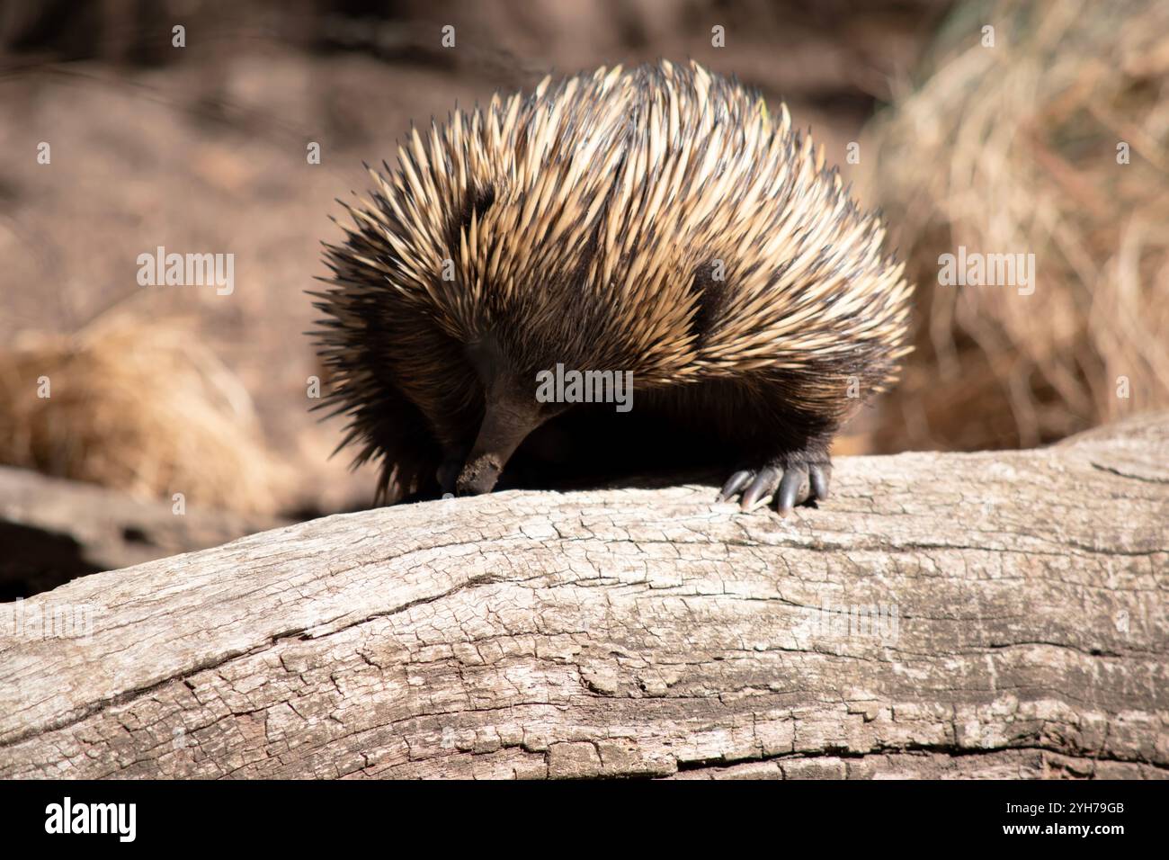 The short nosed echidna has strong-clawed feet and spines on the upper ...