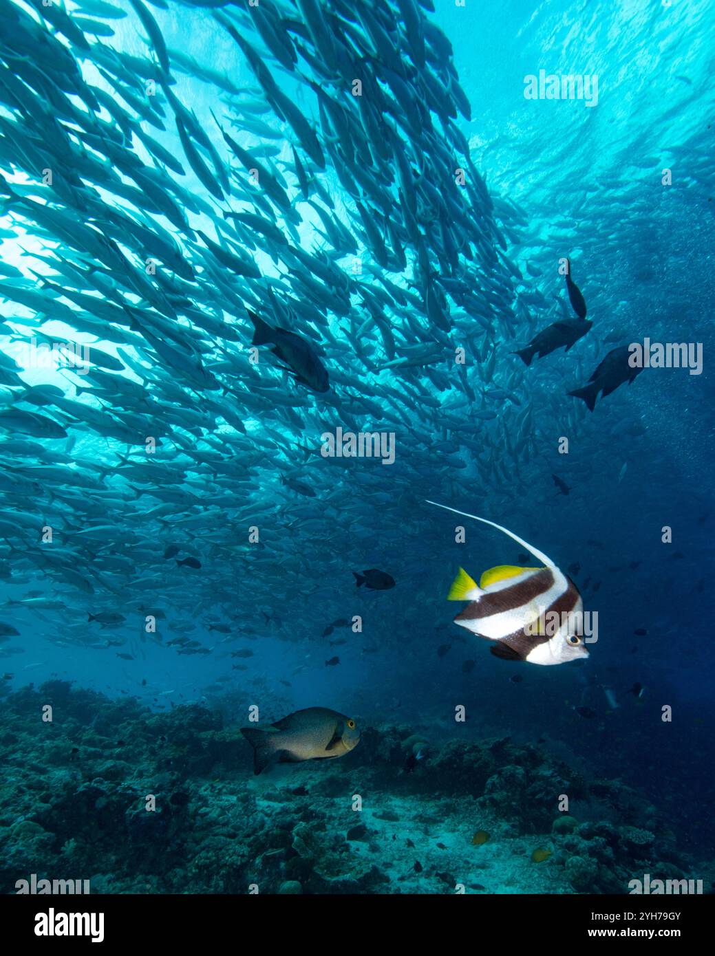 Schooling bannerfish hi-res stock photography and images - Alamy