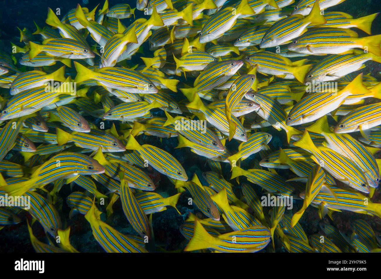 Blue and gold snappers hi-res stock photography and images - Alamy