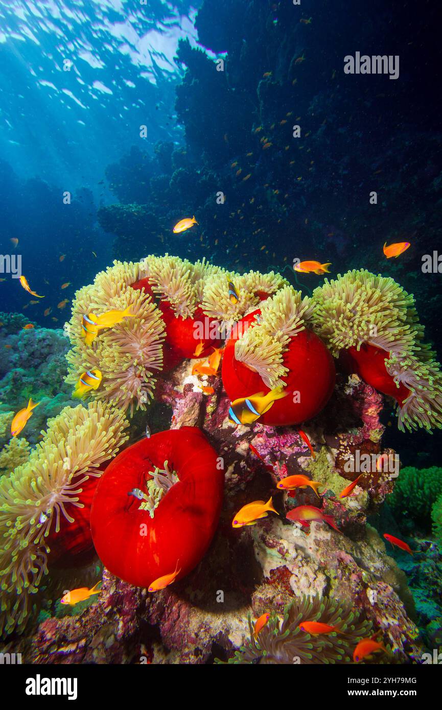 Heteractis magnifica magnificent sea anemone hi-res stock photography ...