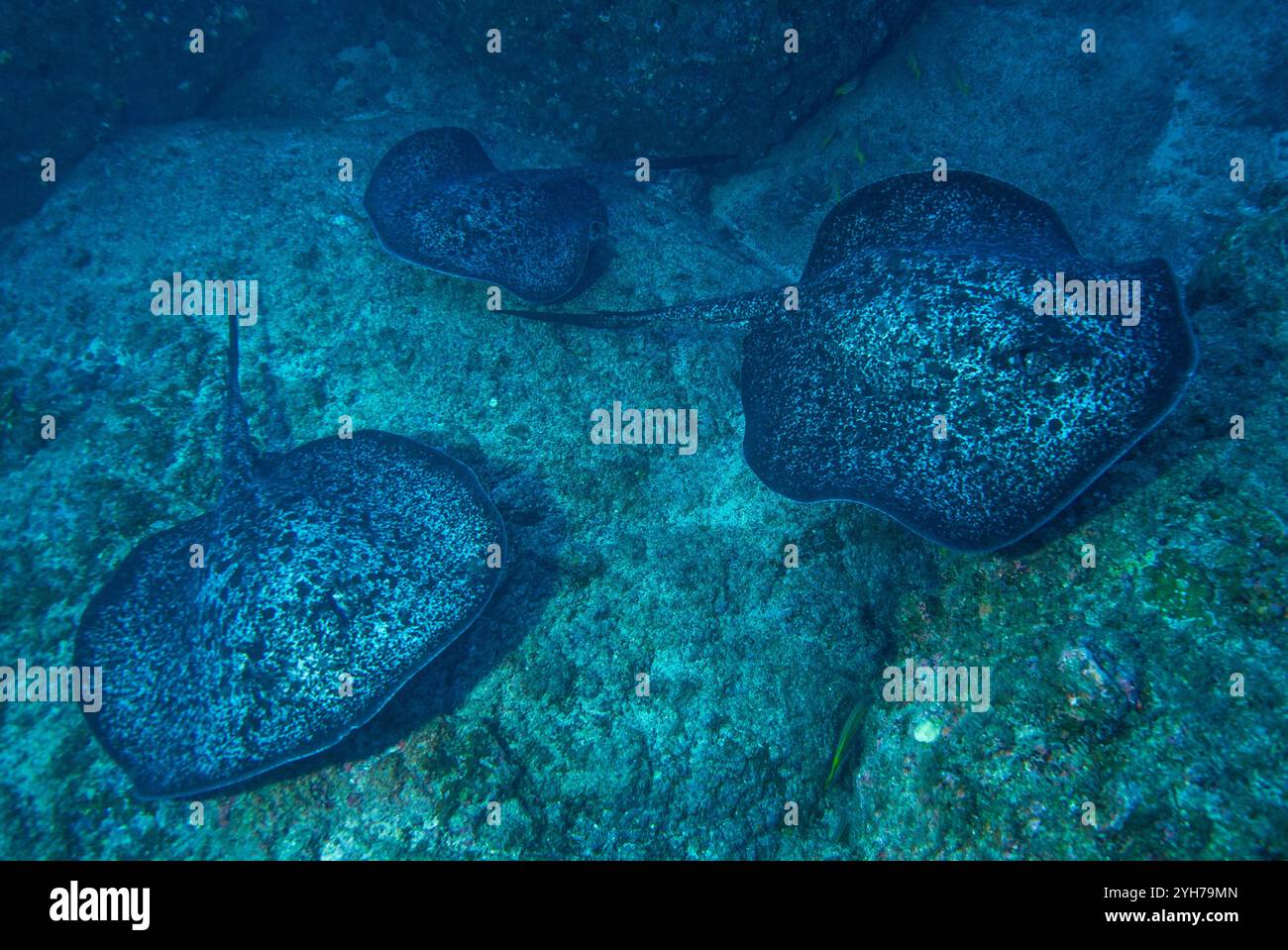 Marbled stingray hi-res stock photography and images - Alamy