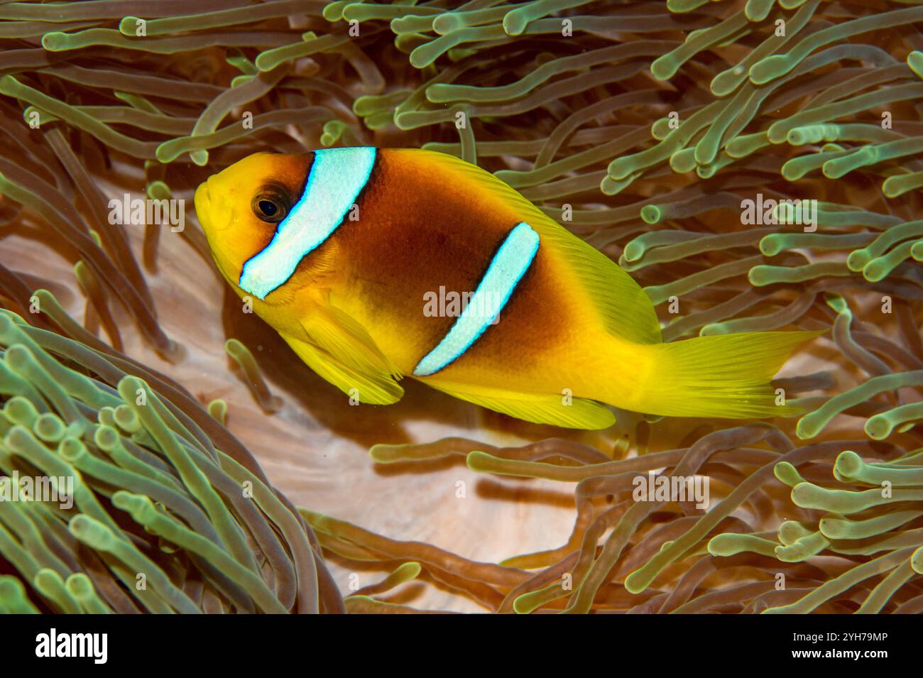 Red Sea Anemonefish Stock Photo - Alamy