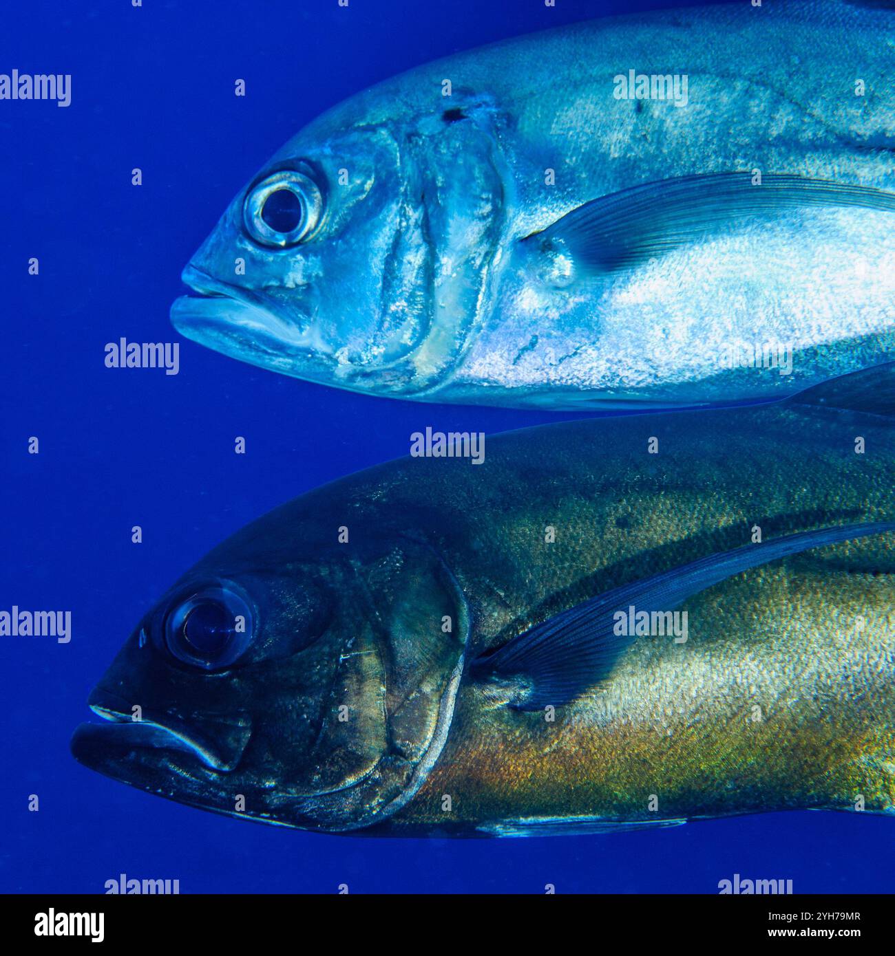 Trevally Colour Change Stock Photo - Alamy