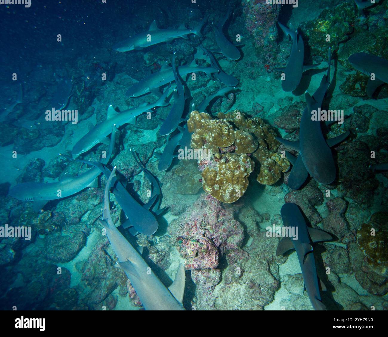 Night diving with sharks hi-res stock photography and images - Alamy