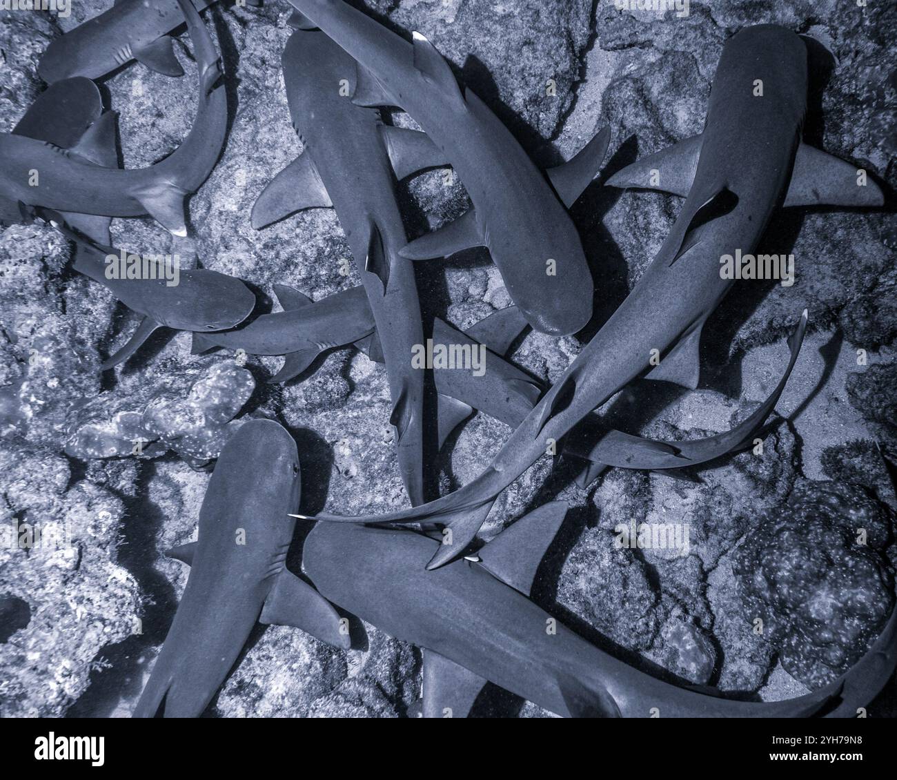 Sharks night hi-res stock photography and images - Alamy